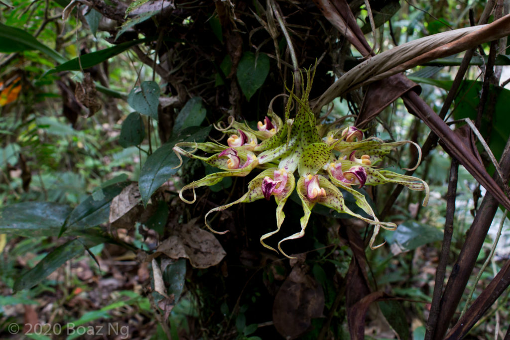 Dendrobium aemulum – Fierce Flora Orchids