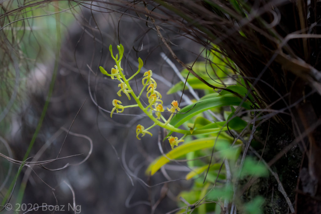 Dendrobium aemulum | Fierce Flora Orchids