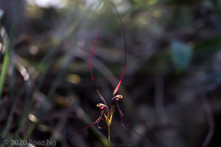 Dendrobium aemulum – Fierce Flora Orchids