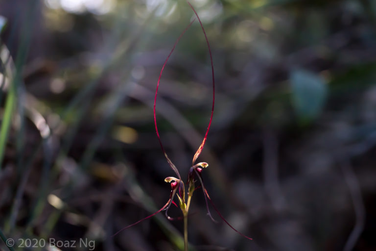 Dendrobium aemulum – Fierce Flora Orchids
