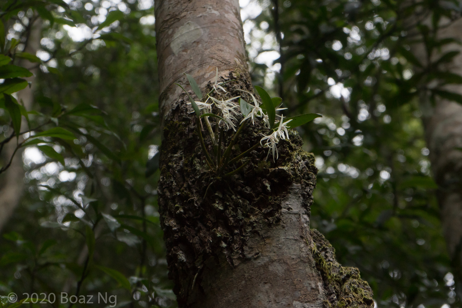 Dendrobium aemulum – Fierce Flora Orchids