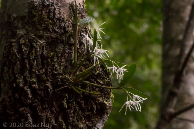 Dendrobium aemulum | Fierce Flora Orchids