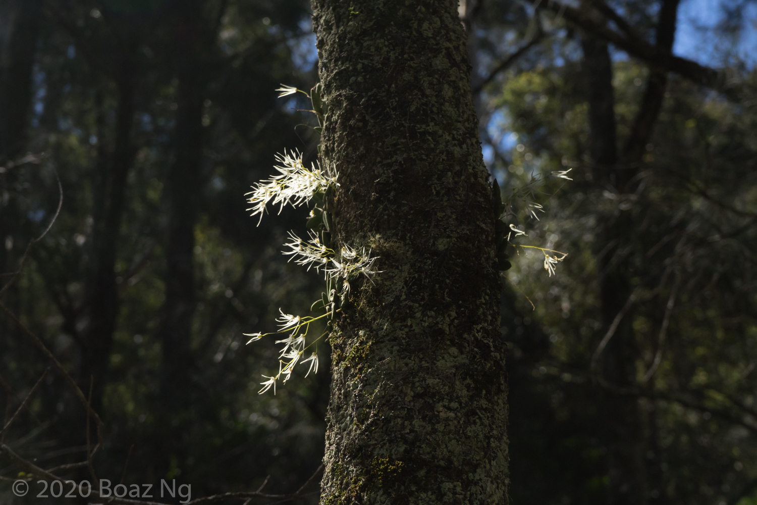 Dockrillia linguiformis growing as an epiphyte | Fierce Flora Orchids