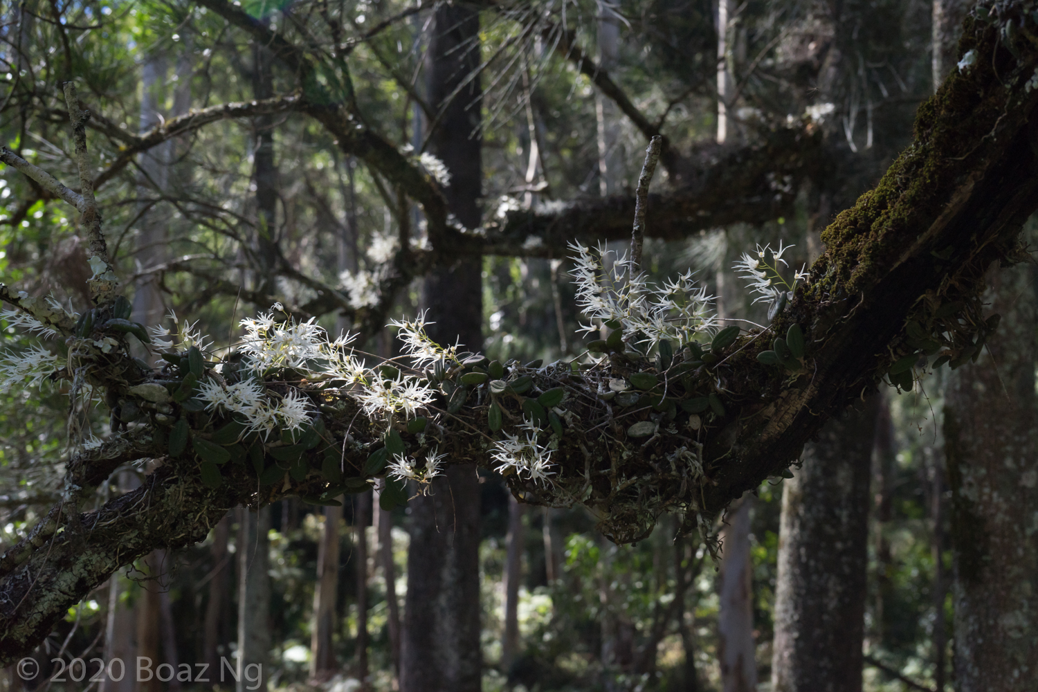 Dockrillia linguiformis growing as an epiphyte | Fierce Flora Orchids