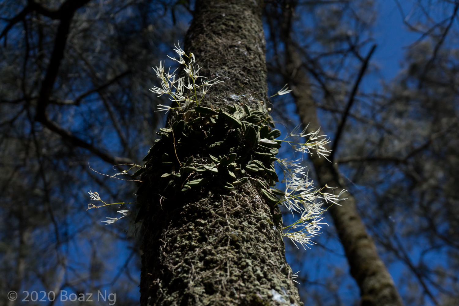 Dockrillia linguiformis growing as an epiphyte | Fierce Flora Orchids