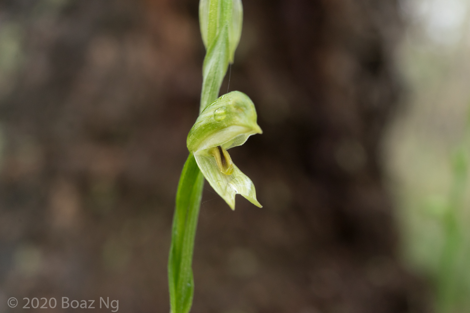 Yarra Ranges June | Fierce Flora Orchids