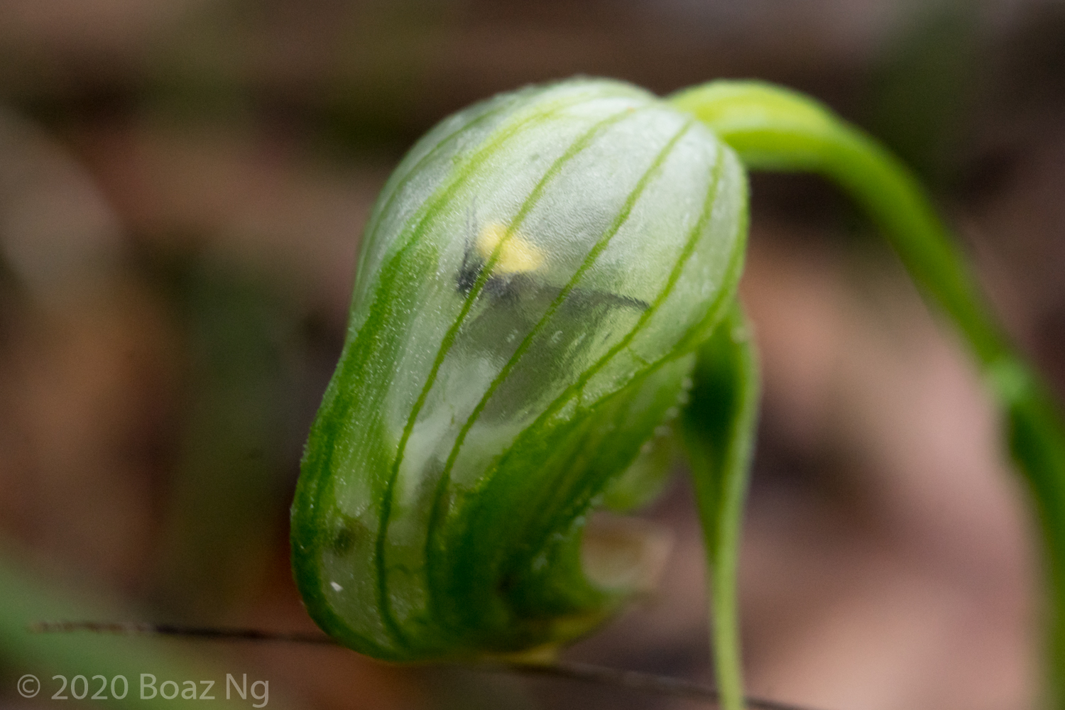 Yarra Ranges June | Fierce Flora Orchids