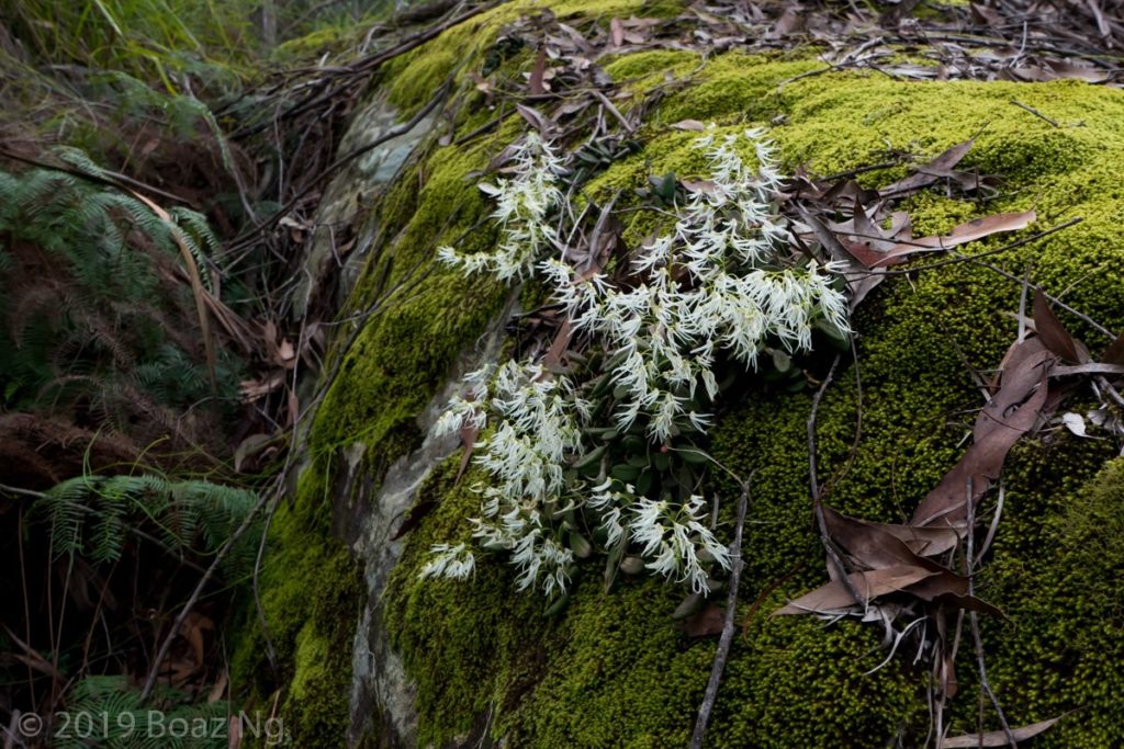 Dendrobium aemulum | Fierce Flora Orchids