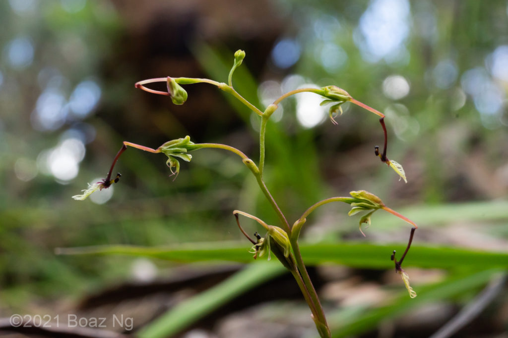 Dendrobium aemulum | Fierce Flora Orchids
