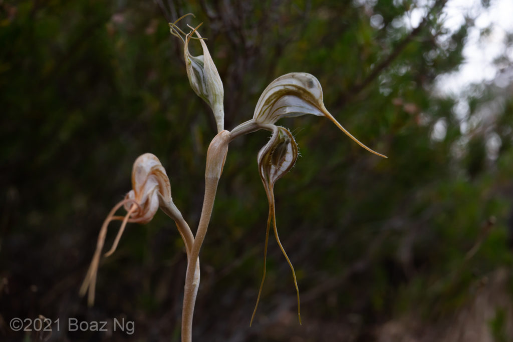 Dendrobium aemulum | Fierce Flora Orchids