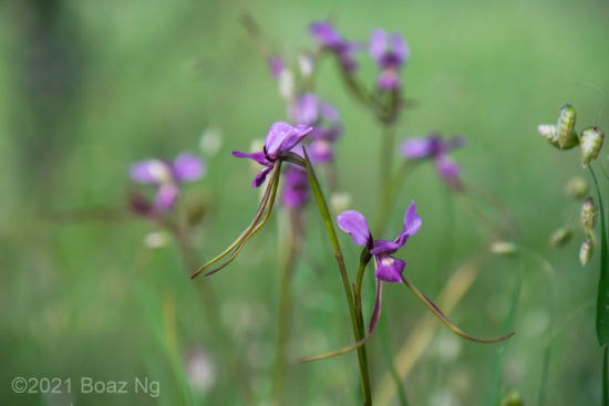 Dendrobium aemulum | Fierce Flora Orchids