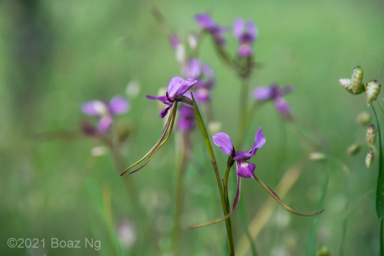 Dendrobium aemulum | Fierce Flora Orchids