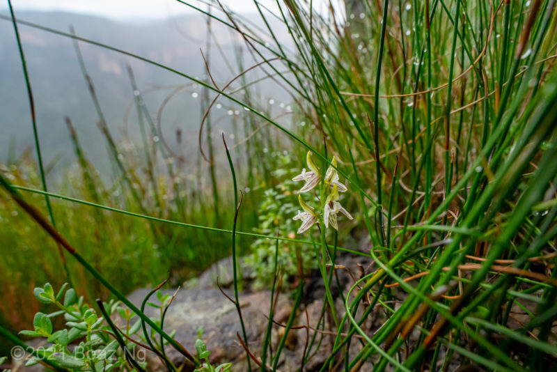 Dendrobium aemulum | Fierce Flora Orchids