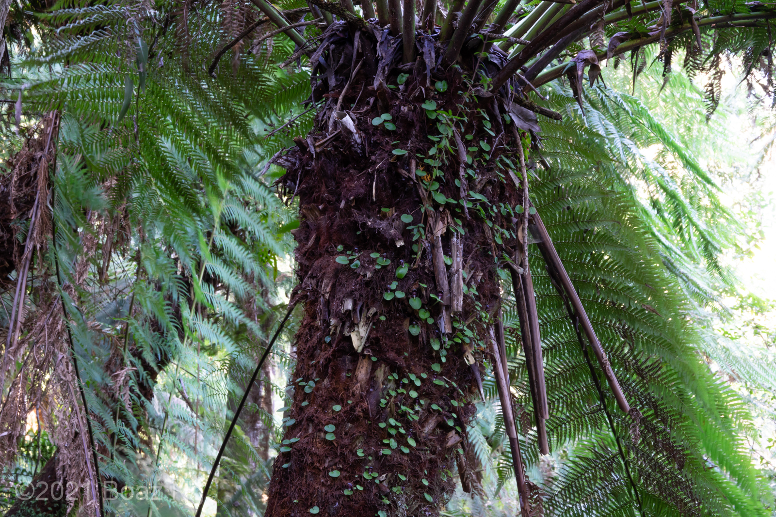 Corybas grumulus | Fierce Flora Orchids