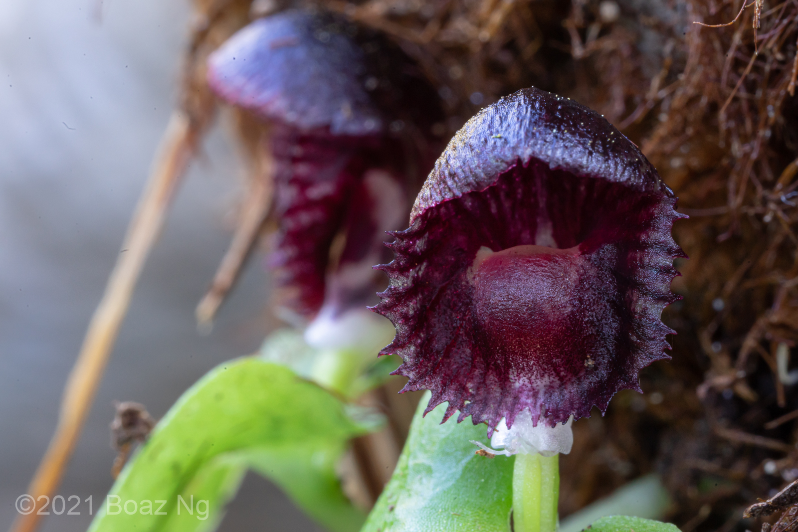Corybas grumulus | Fierce Flora Orchids
