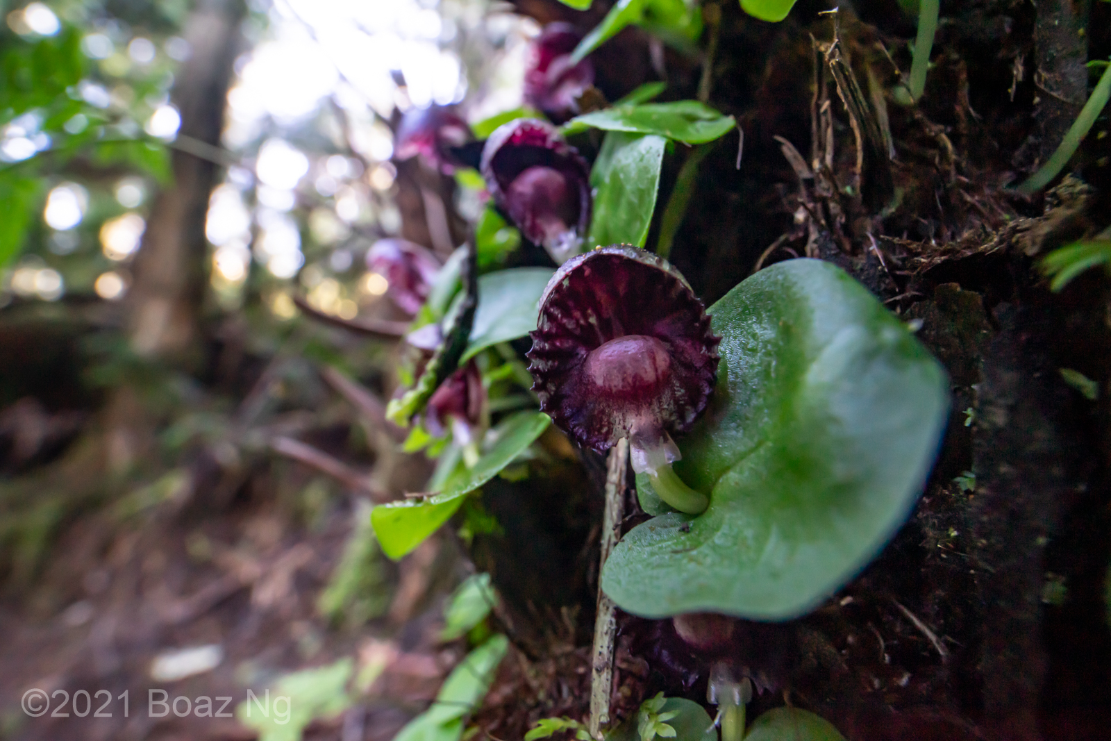 Corybas grumulus | Fierce Flora Orchids