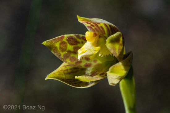Dendrobium aemulum | Fierce Flora Orchids