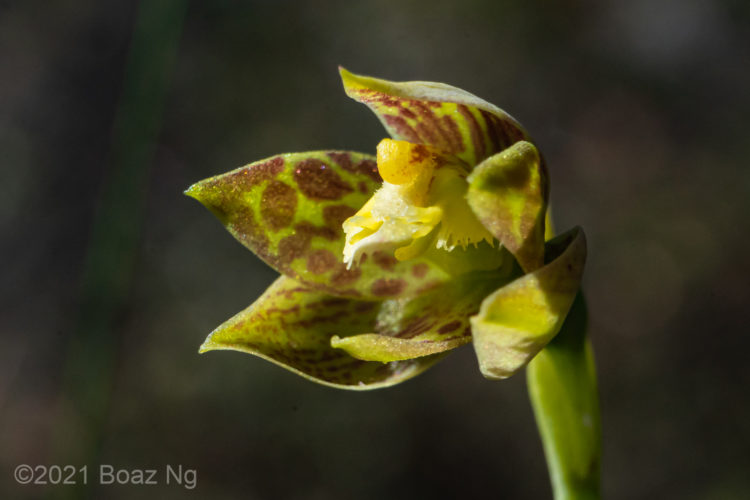 Dendrobium aemulum | Fierce Flora Orchids