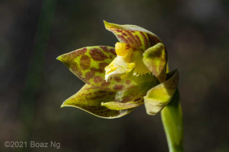 Dendrobium aemulum | Fierce Flora Orchids