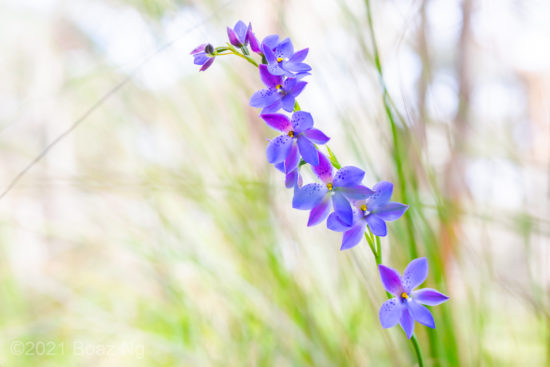 Dendrobium aemulum | Fierce Flora Orchids