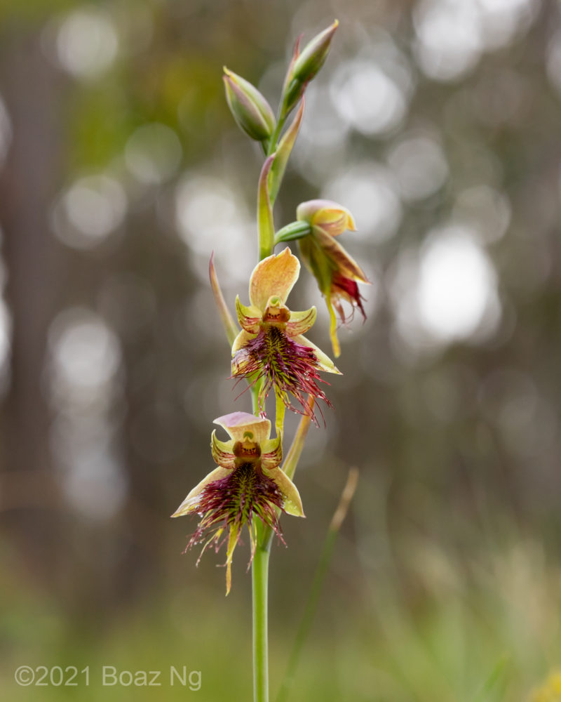 October Update – Melbourne – Fierce Flora Orchids