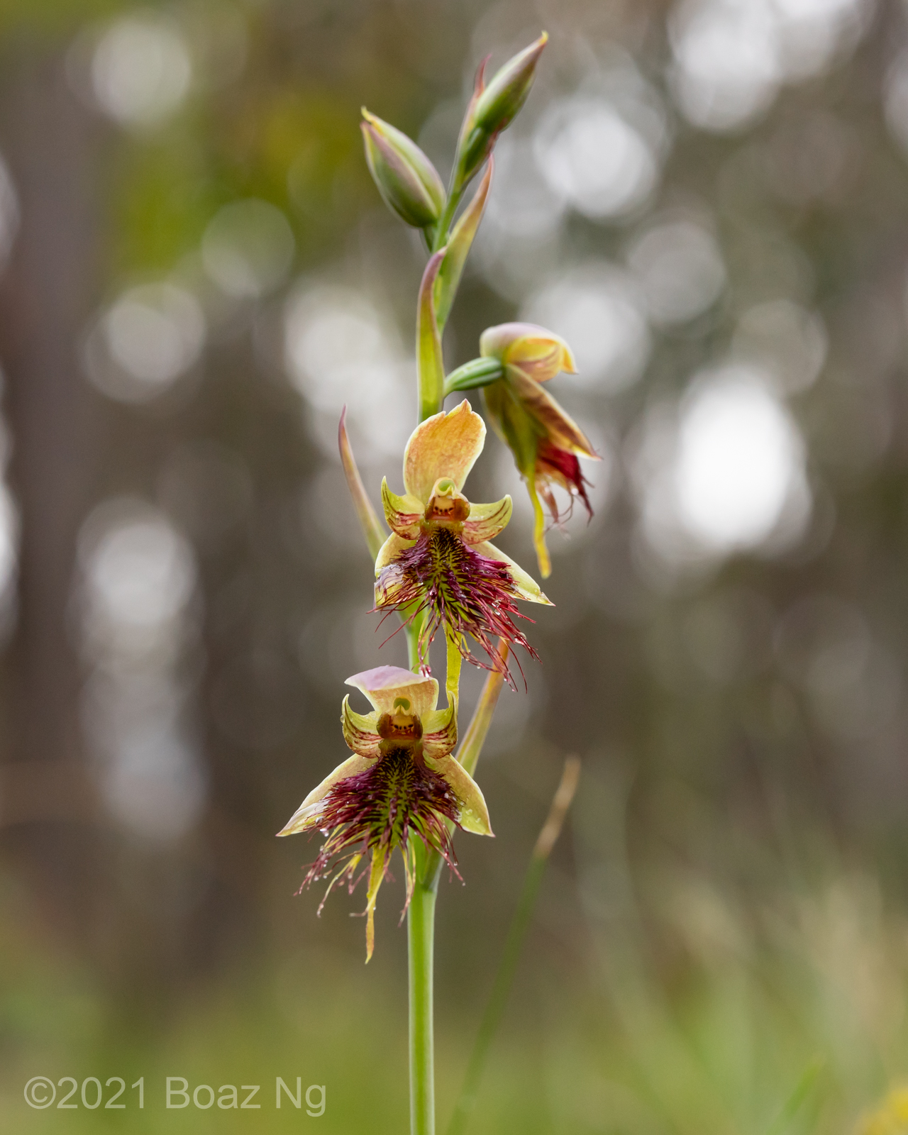 October Update – Melbourne | Fierce Flora Orchids
